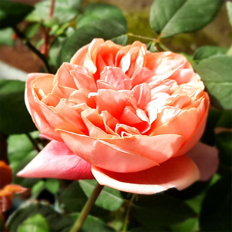 Vendita Online di Rose Mango Romantica® - Nino Sanremo