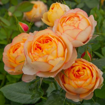 Vendita Online di Rose Mango Romantica® - Nino Sanremo