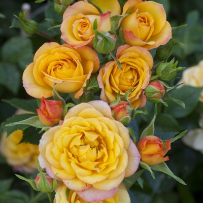 Vendita Online di Rose Mango Romantica® - Nino Sanremo