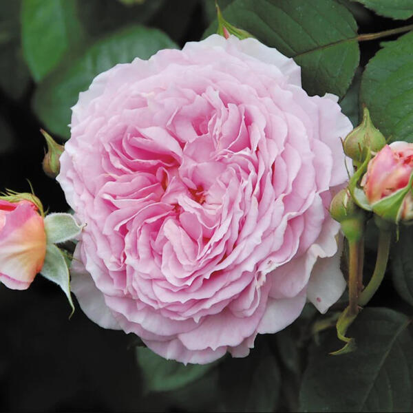 Rosa Rampicante rifiorente Pierre De Ronsard® - Nino Sanremo