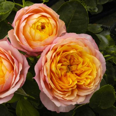 Vendita Online di Rose Mango Romantica® - Nino Sanremo