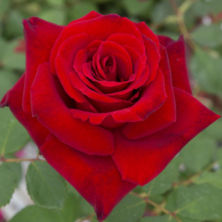 Vendita Online di Rose da Giardino - Nino Sanremo