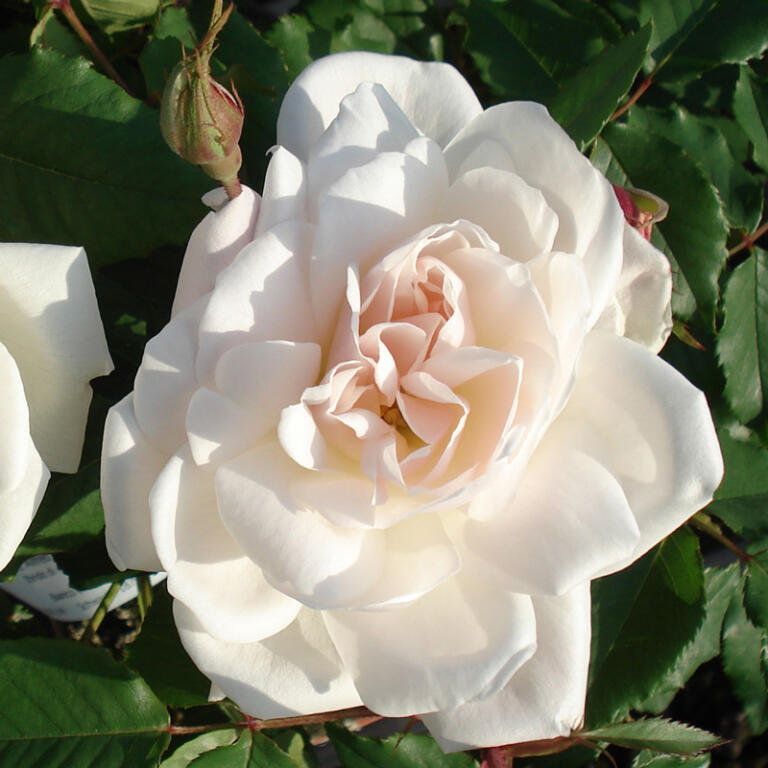 Albéric Barbier - Nino Sanremo