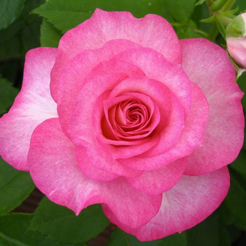 Rose Nane Archivi - Nino Sanremo