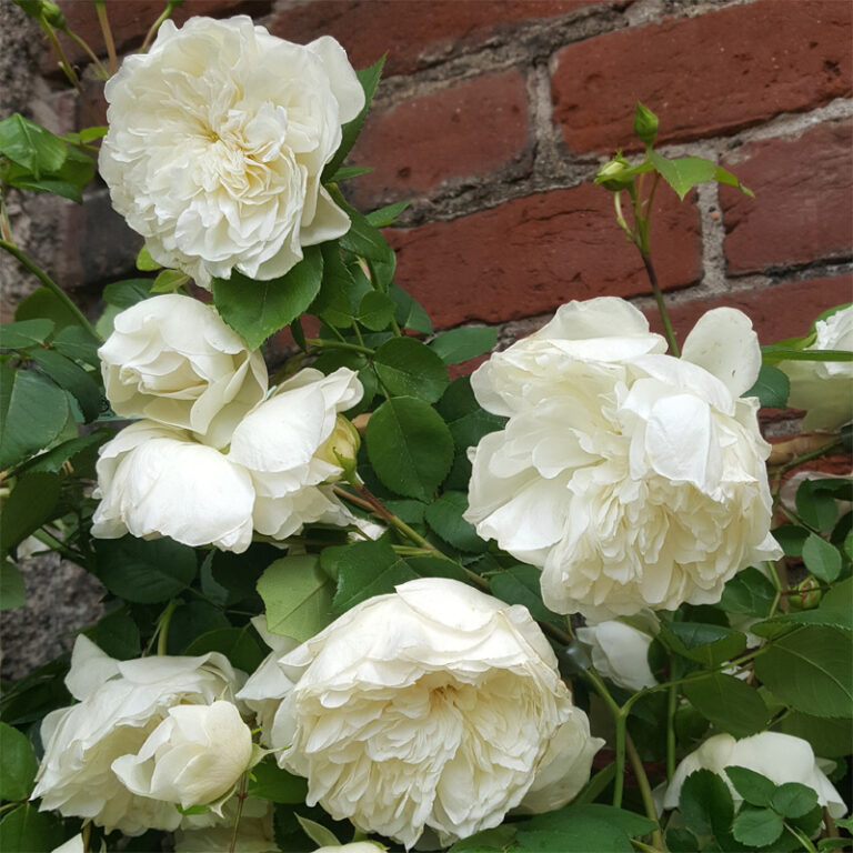 Albéric Barbier - Nino Sanremo