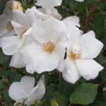 Vendita Online di Rose White Knock Out® - Nino Sanremo