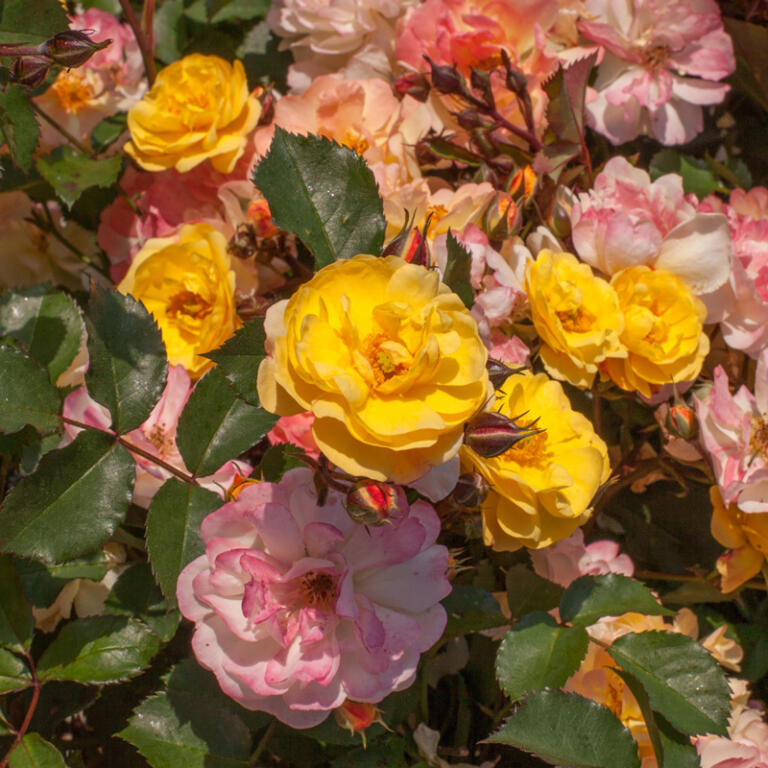 Reve De Paris® - Nino Sanremo