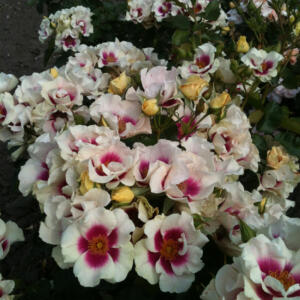 Rose Archivi - Pagina 5 di 21 - Nino Sanremo