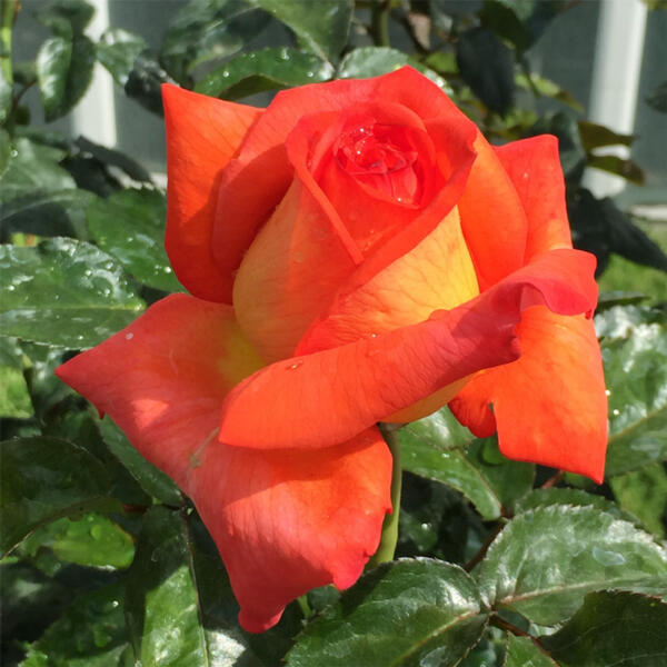 Rose Archivi - Pagina 14 di 19 - Nino Sanremo