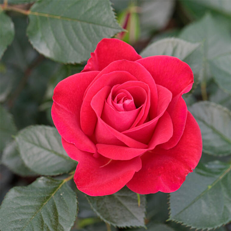 Vendita Online di Rose da Giardino - Nino Sanremo